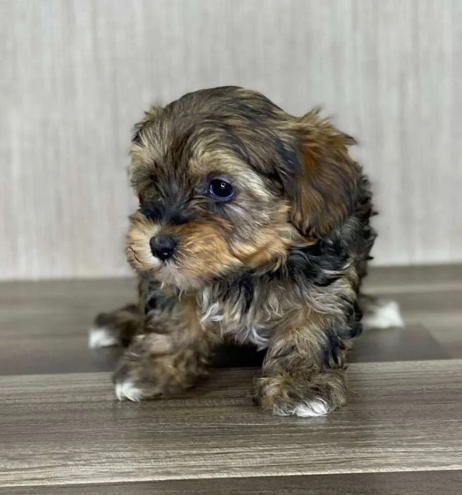 Yorkipoo Puppies for Sale (Reasonable Adoption Fees)