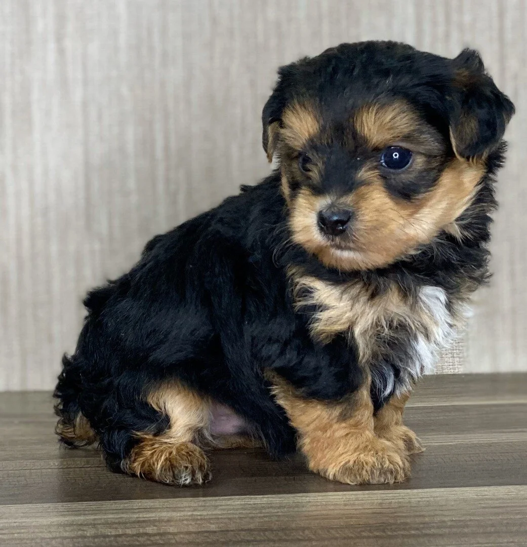Yorkipoos Available in Anaheim