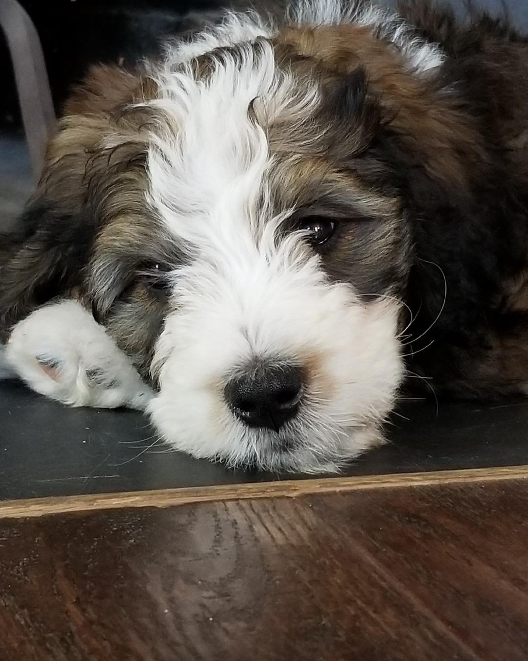 Doodles Available in Alaska