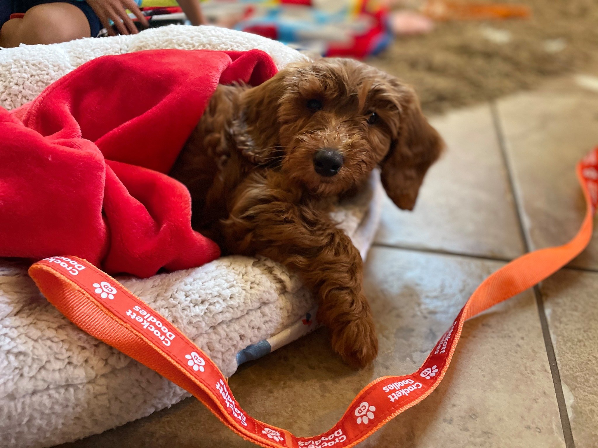 Doodles Available in Utah