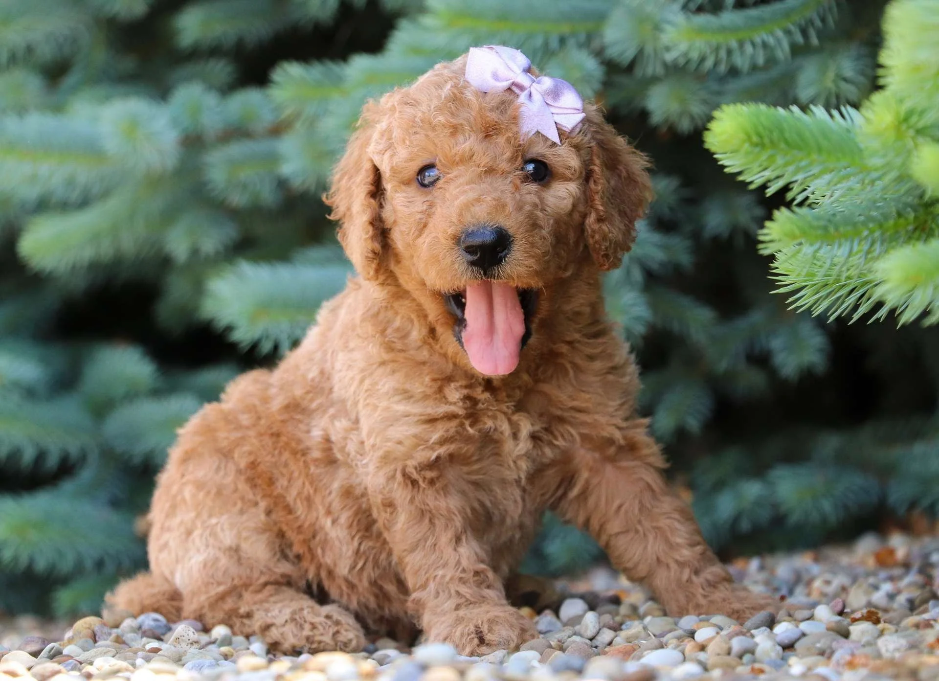 Baton Rouge Goldendoodles