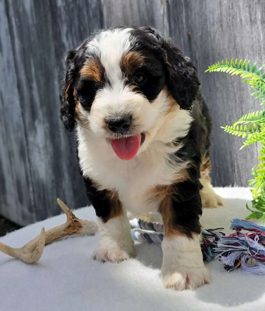 Swiss Doodles Available in Anaheim