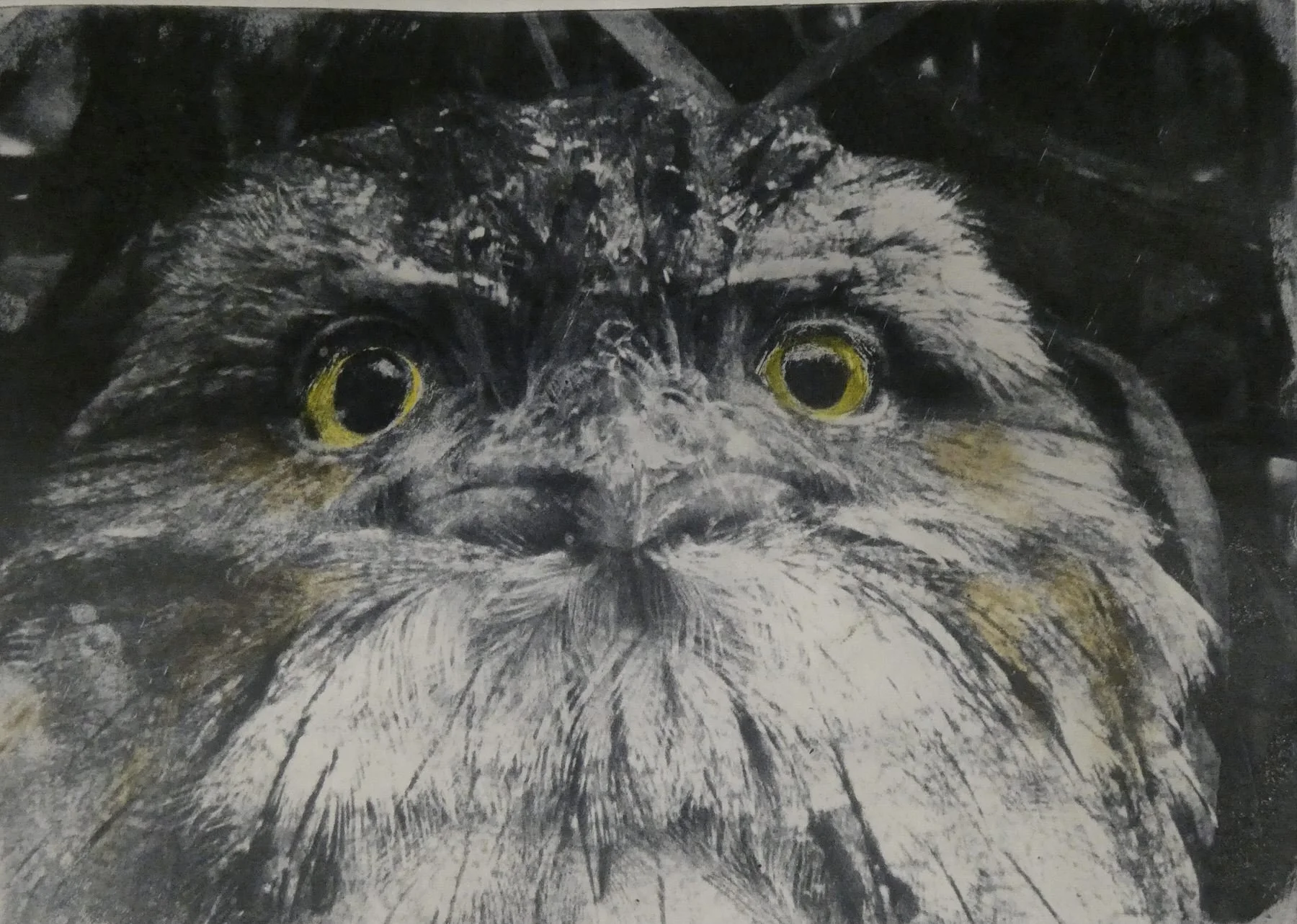 Jennifer Miller — Black Gully Printmakers