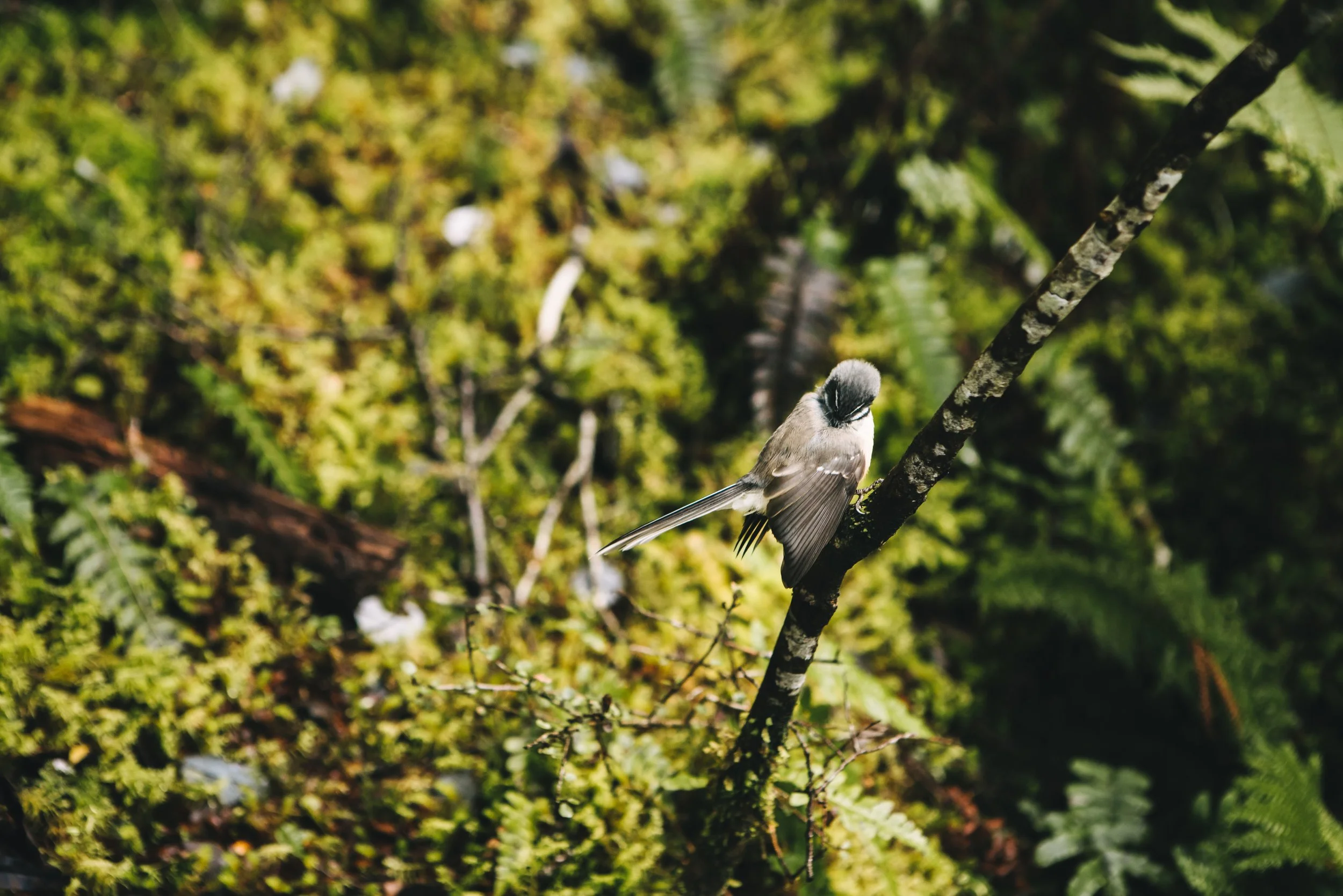 Treespace - an environmental enterprise — LANDSCAPE ARCHITECTURE AOTEAROA