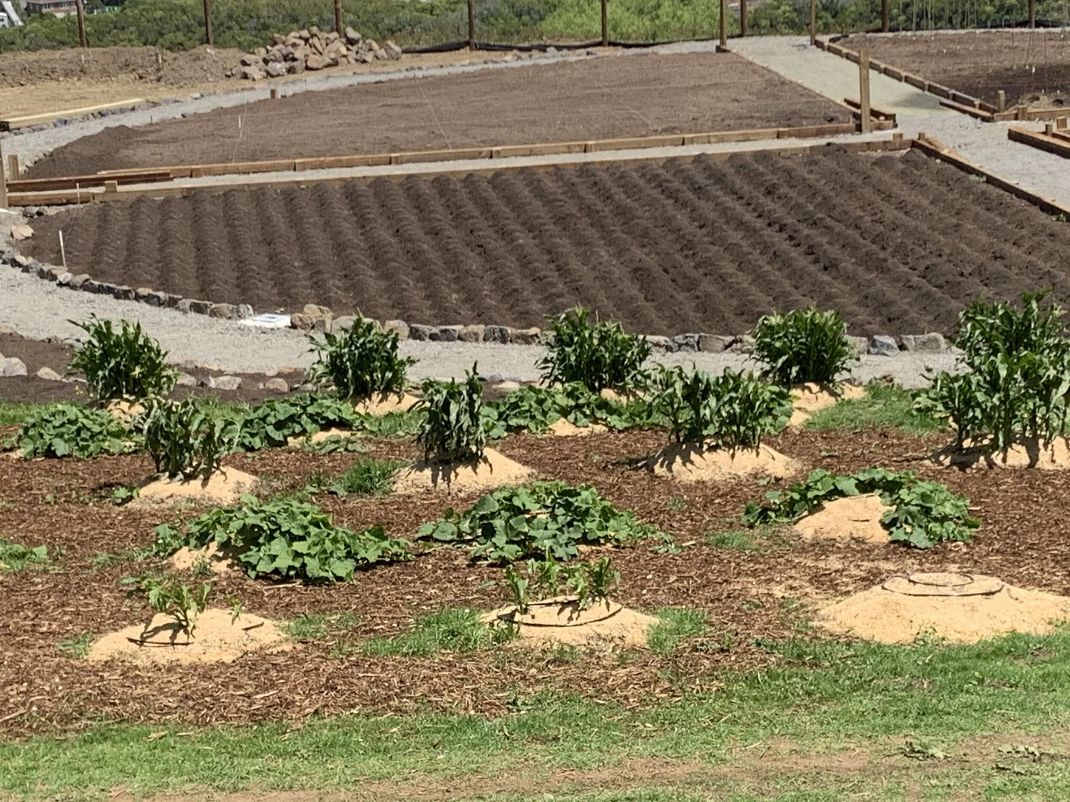 Mastering traditional Māori methods of gardening — LANDSCAPE ...