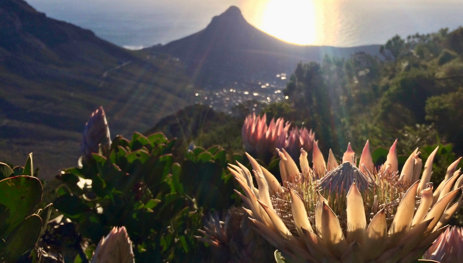 What role do urban forests play in building resilience in a treeless ...