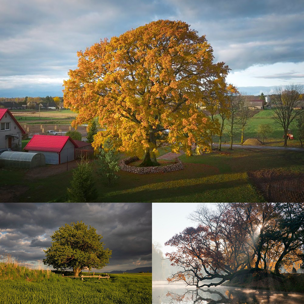 "Silent pillars" - winners of the European Tree of the Year — LANDSCAPE ...