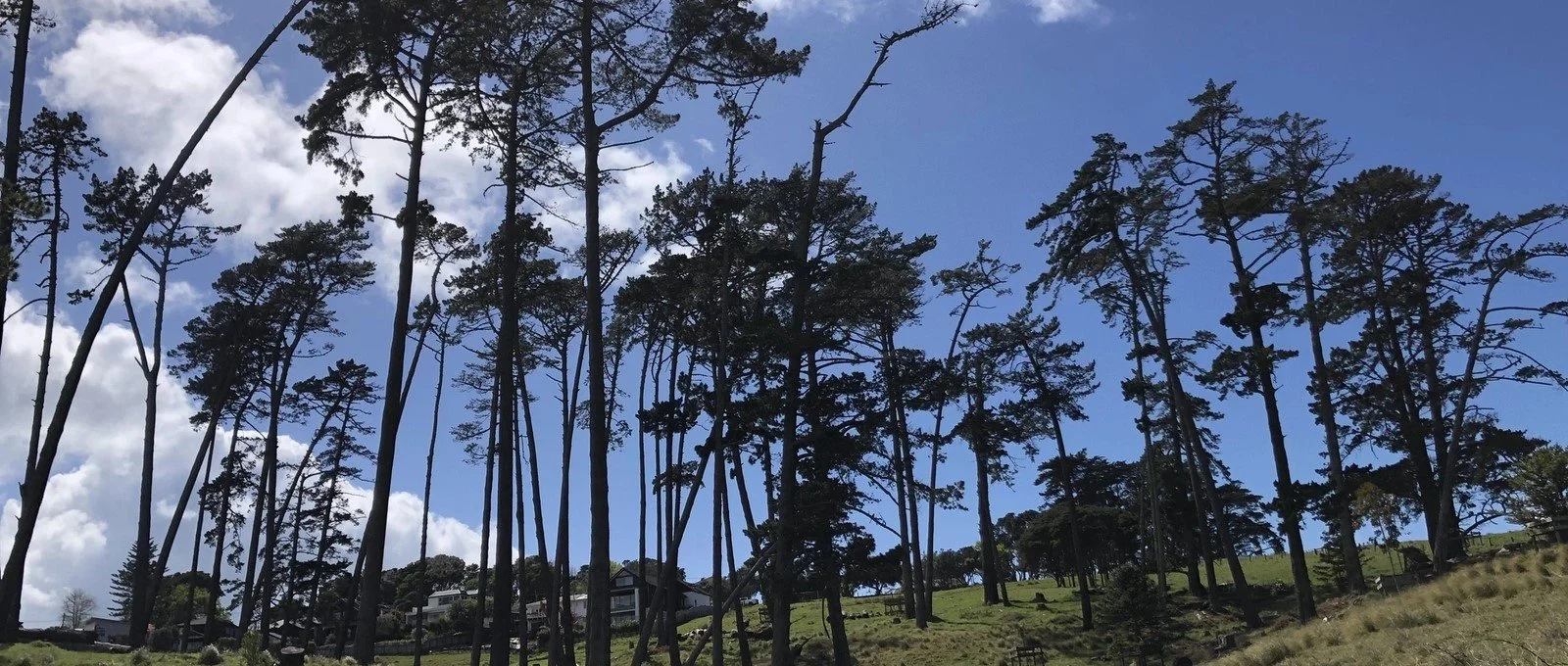 Churchill Park Ngahere Enhancement Plan — LANDSCAPE ARCHITECTURE AOTEAROA