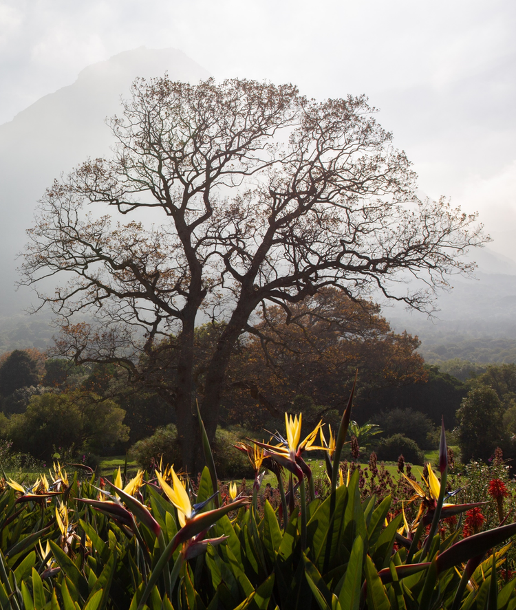 What role do urban forests play in building resilience in a treeless ...