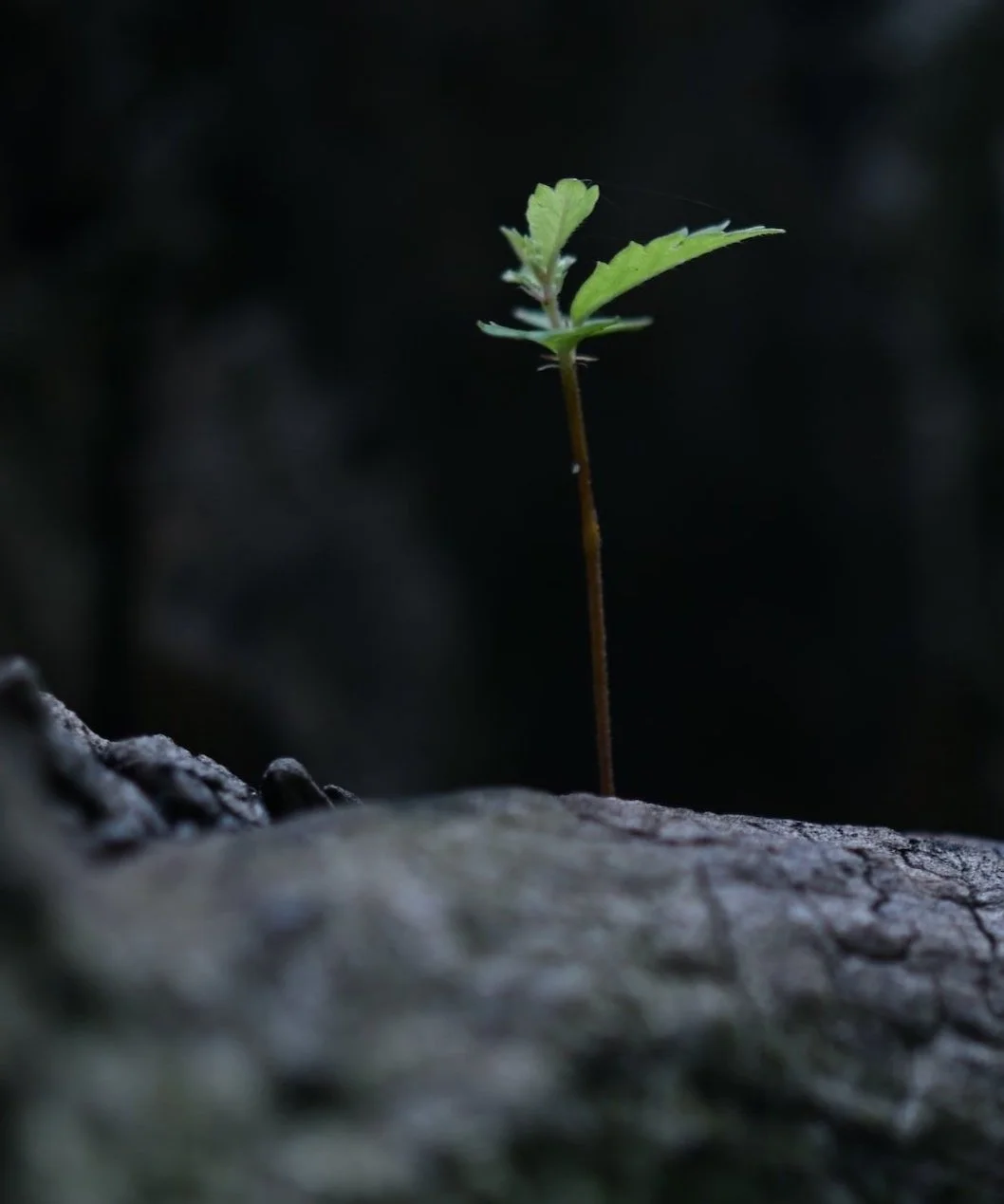 One to One Discipleship — Horizon Community Church