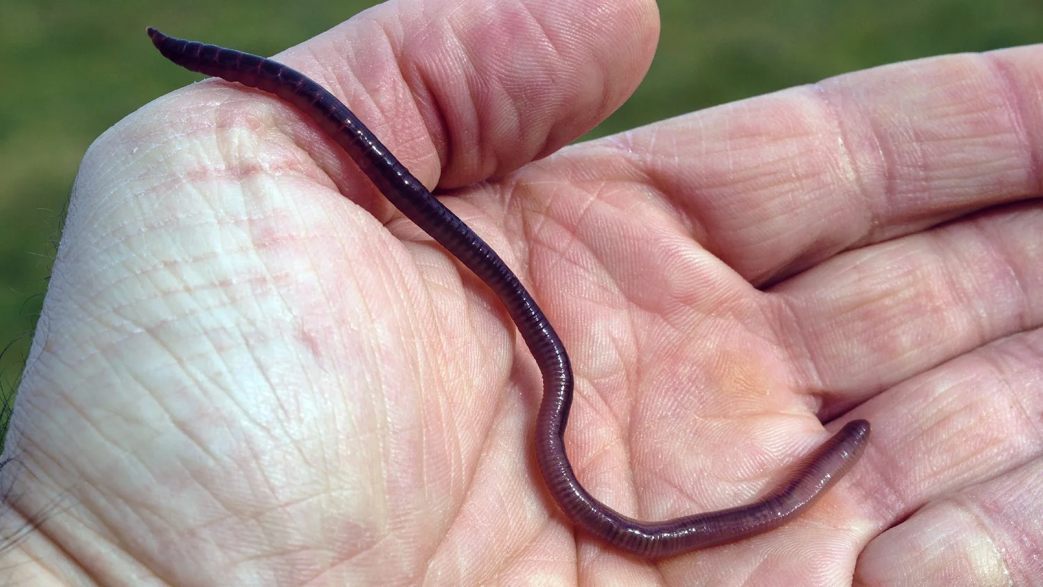 Spitting Worms… — W. Clay Smith