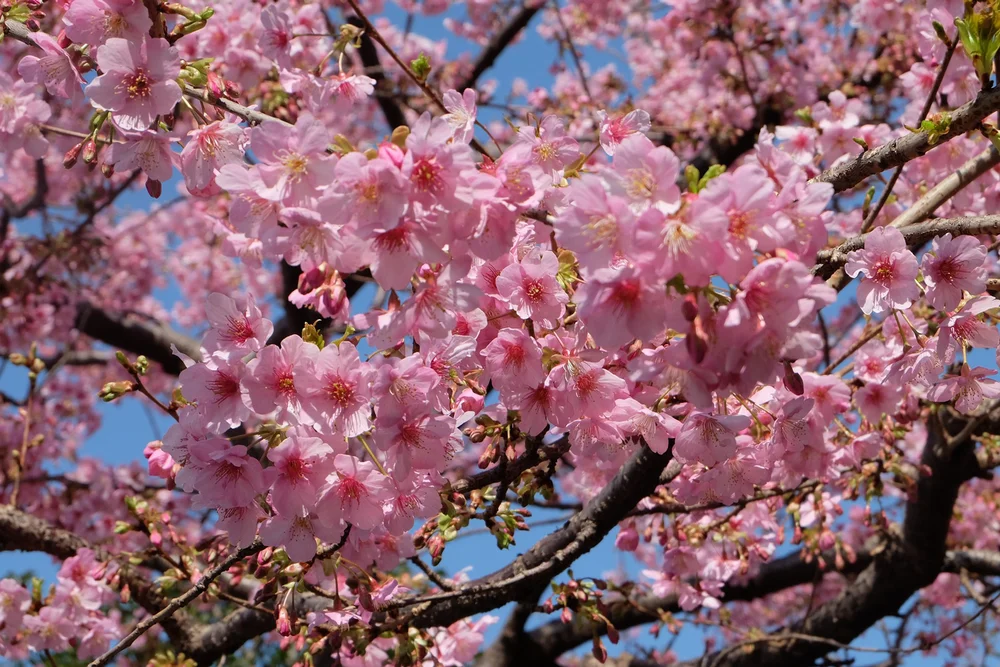 Japan Travel Guide — xyzAsia