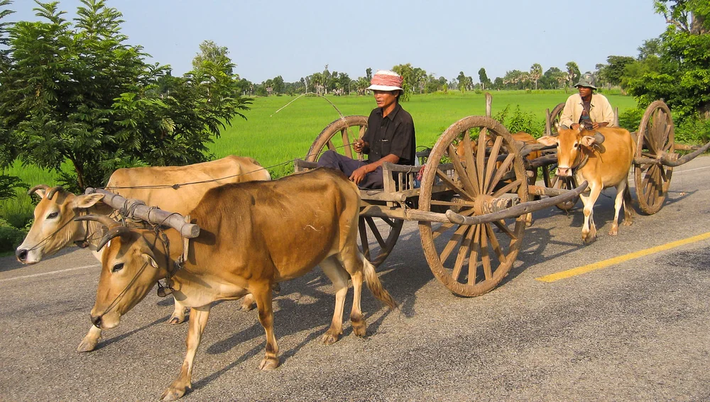 The Asian Bullock Cart, Still Rolling Along — xyzAsia