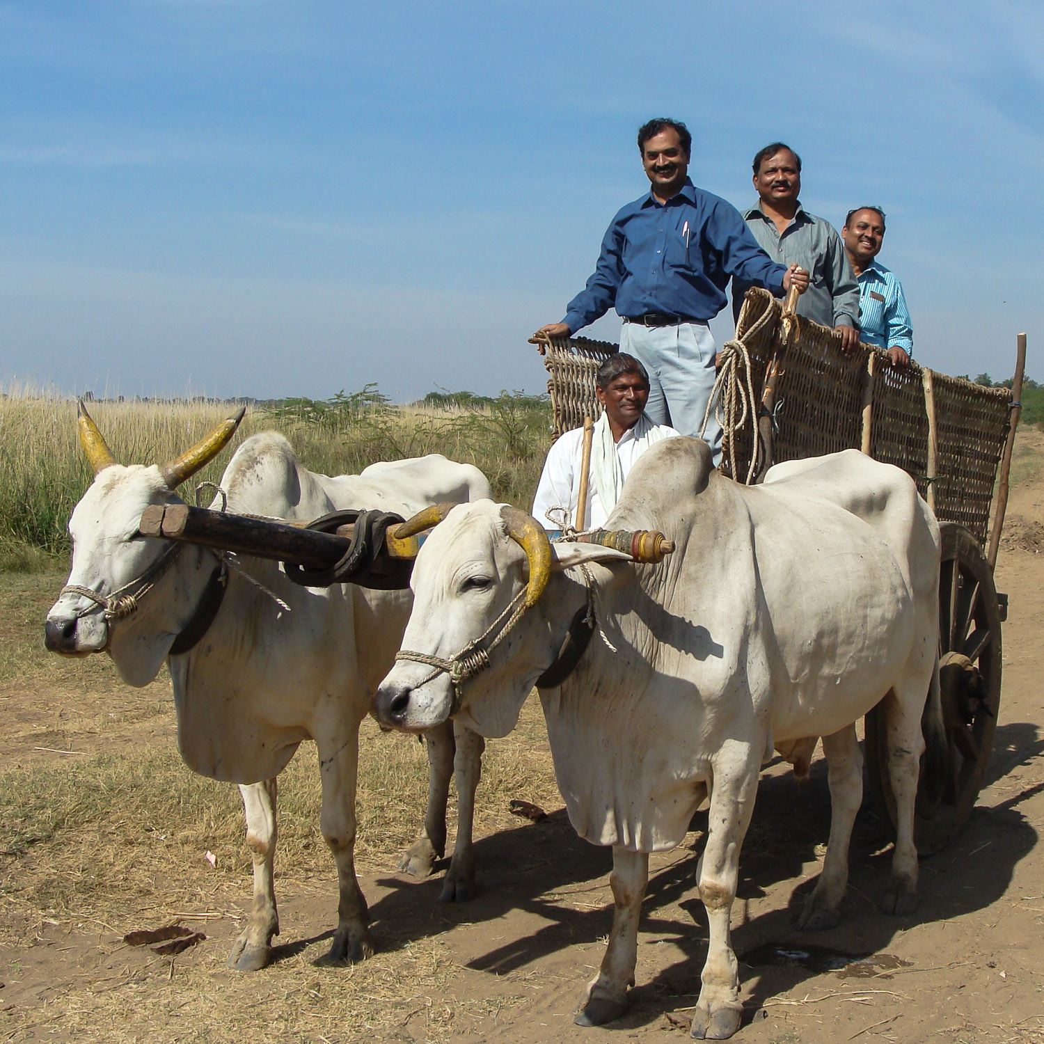 Bullock Cart