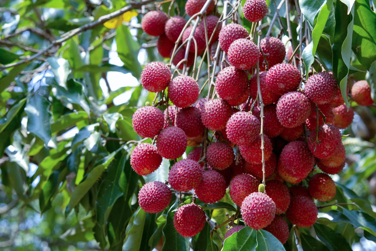 6 Exotic Fruits You Must Try When Visiting Asia — xyzAsia