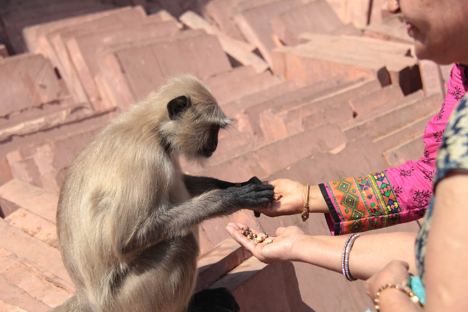 Know the Risks of Catching Rabies When Travelling in Asia — xyzAsia