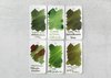 Ink Review #2516: Octopus Fluids Write & Draw Green Ostrich — Mountain ...