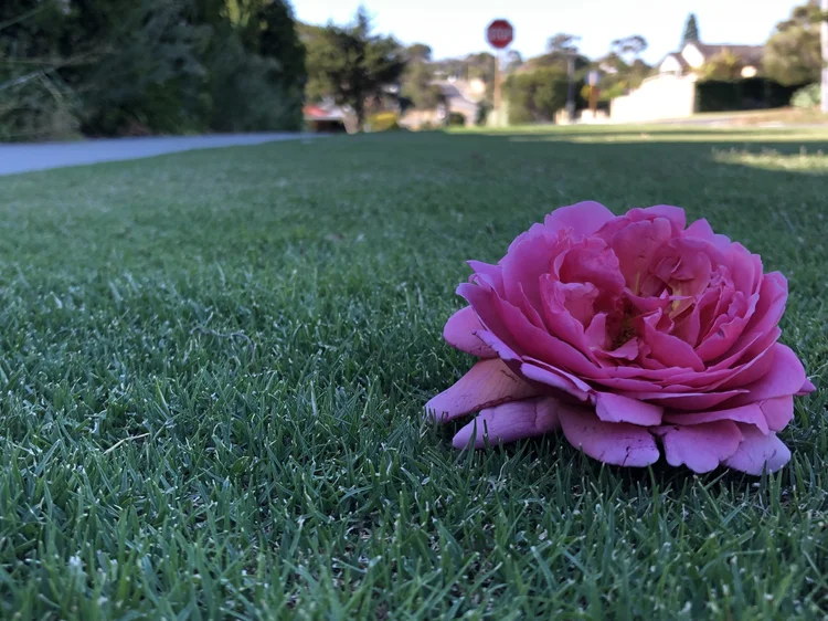 Turf Farm | High quality Roll On Lawn | West Coast Turf
