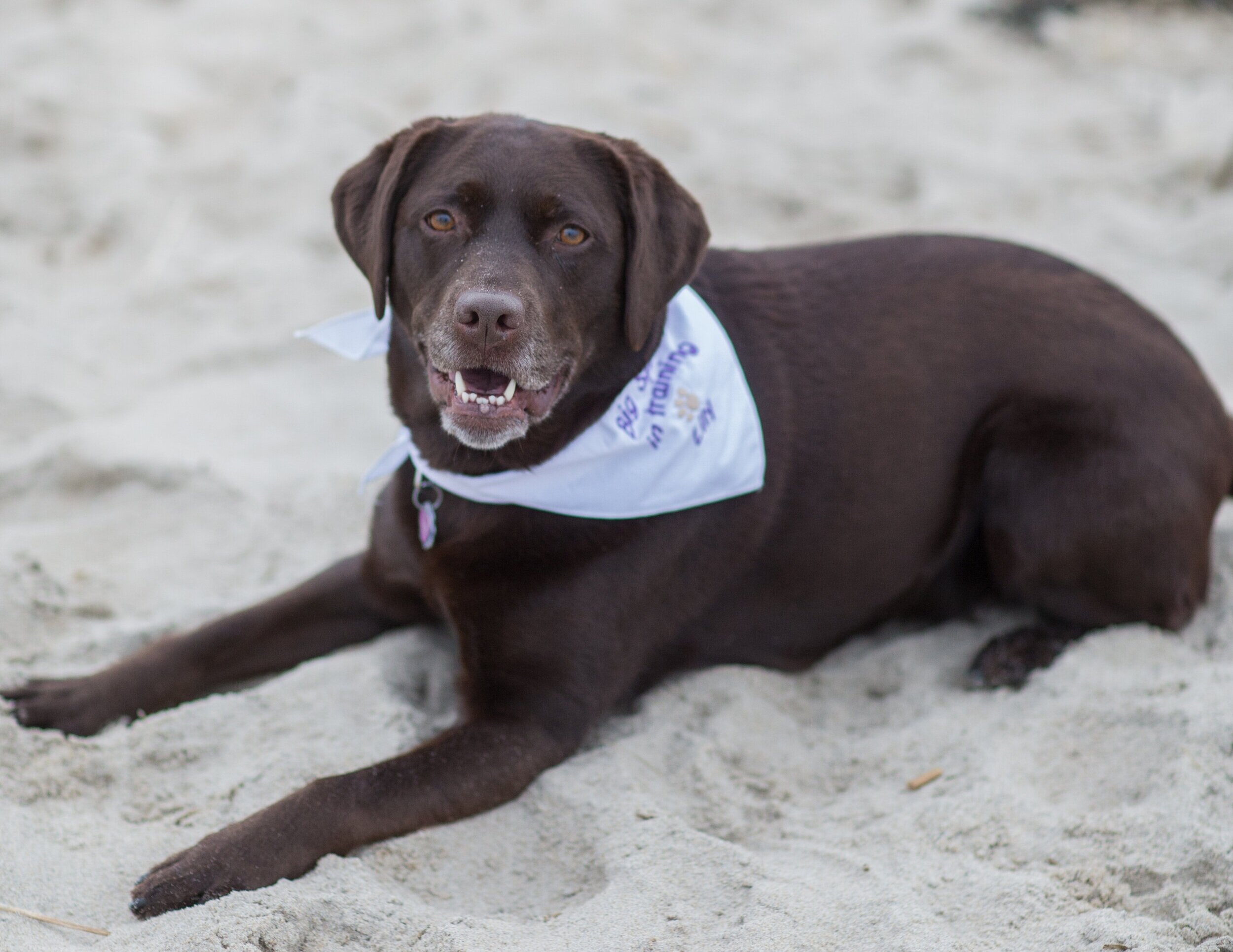 What Is A Good Name For A Brown Dog what-is-a-good-name-for-a-brown-dog