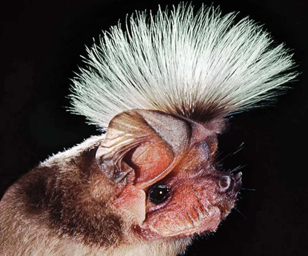 A Fall and Halloween Movement Song For Preschool and Kindergarten Kids ...