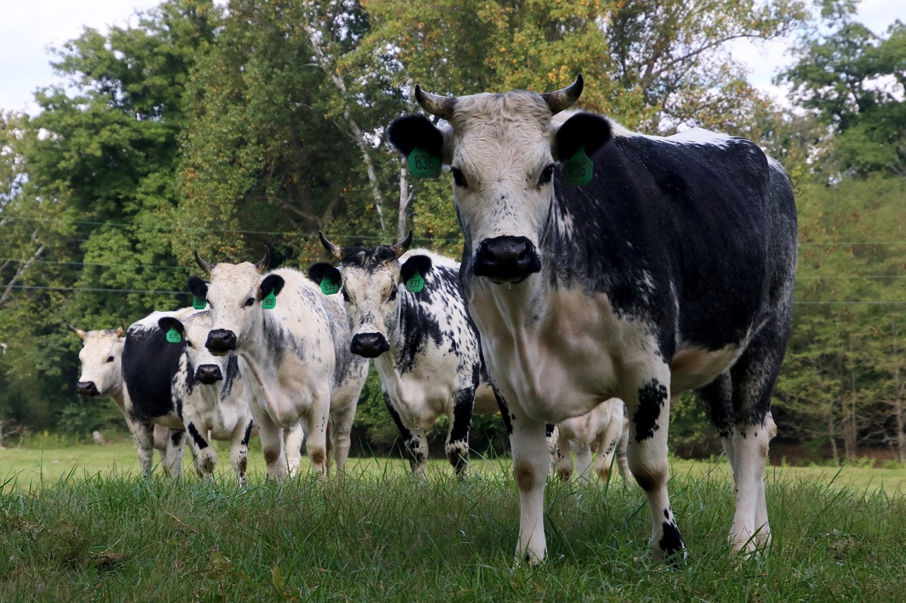 Randall Lineback Breed Association