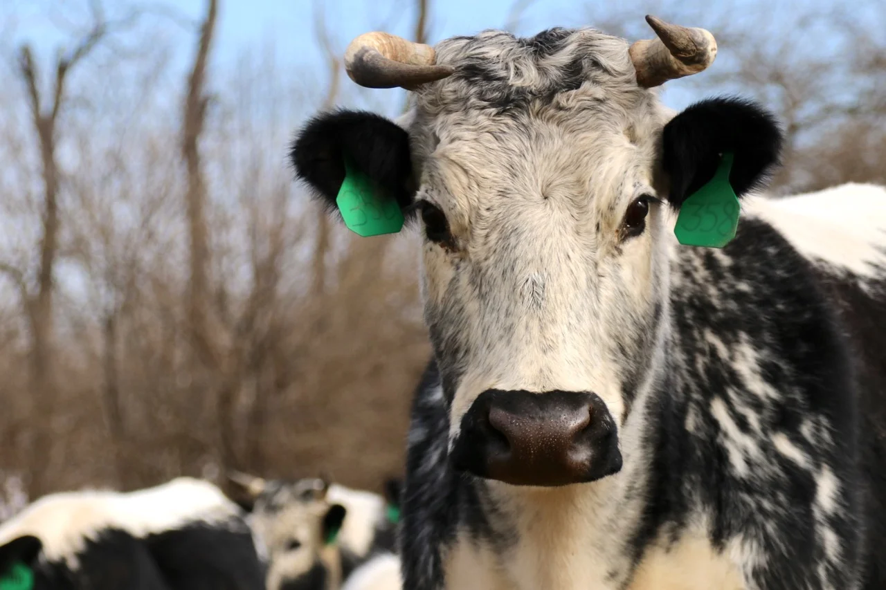 Randall Lineback Breed Association