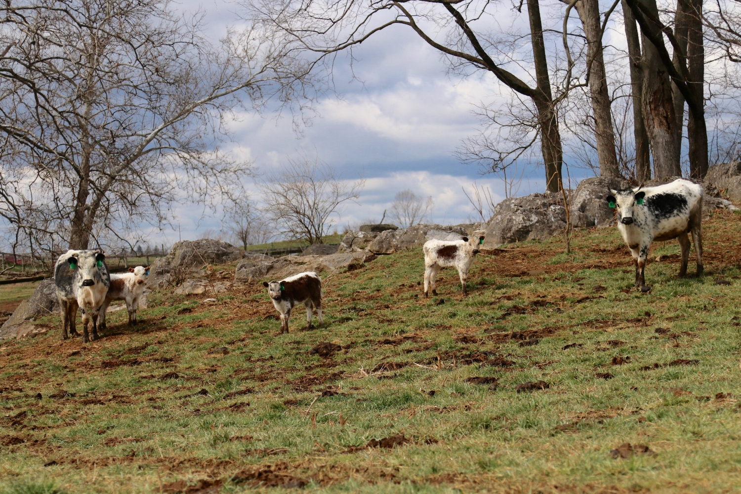 A General History — Randall Lineback Breed Association