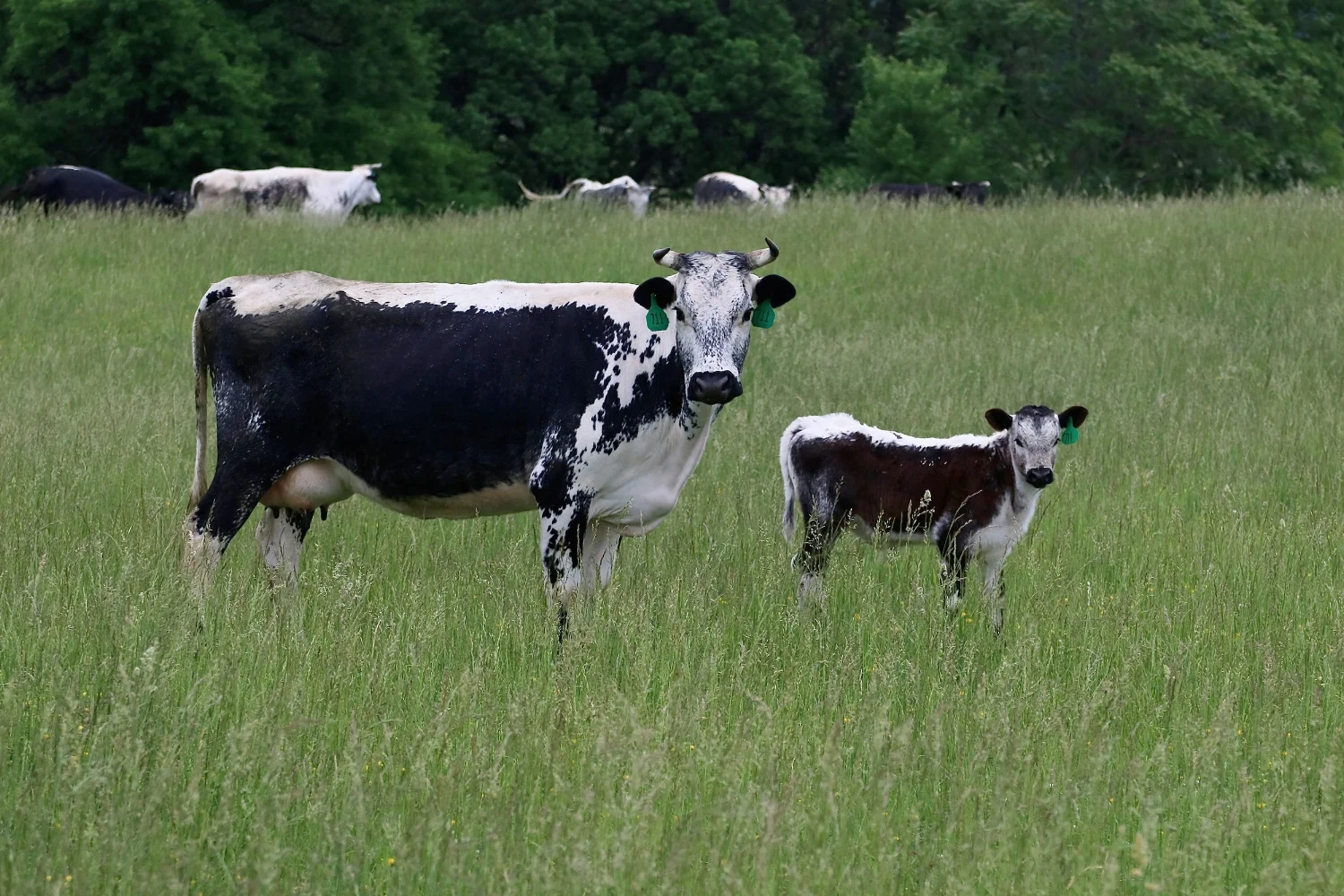 Samuel & Everett Randall’s Herd, 1912 - 1985 — Randall Lineback Breed ...