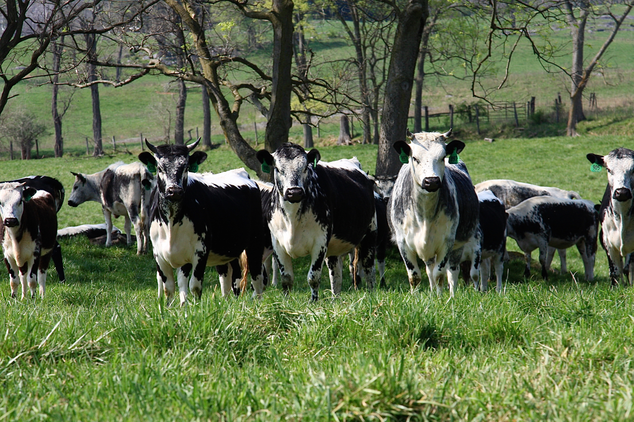 1990 Until Today — Randall Lineback Breed Association