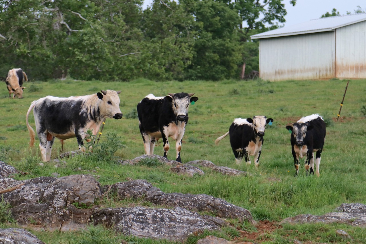 Contact Us — Randall Lineback Breed Association