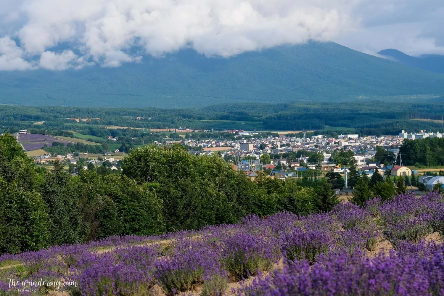 2021 Lavender fields of Furano — the wandering cam