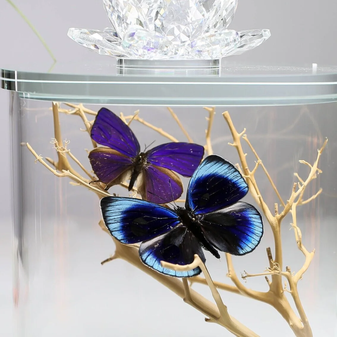 store — Bug in the box real framed butterfly and insect art