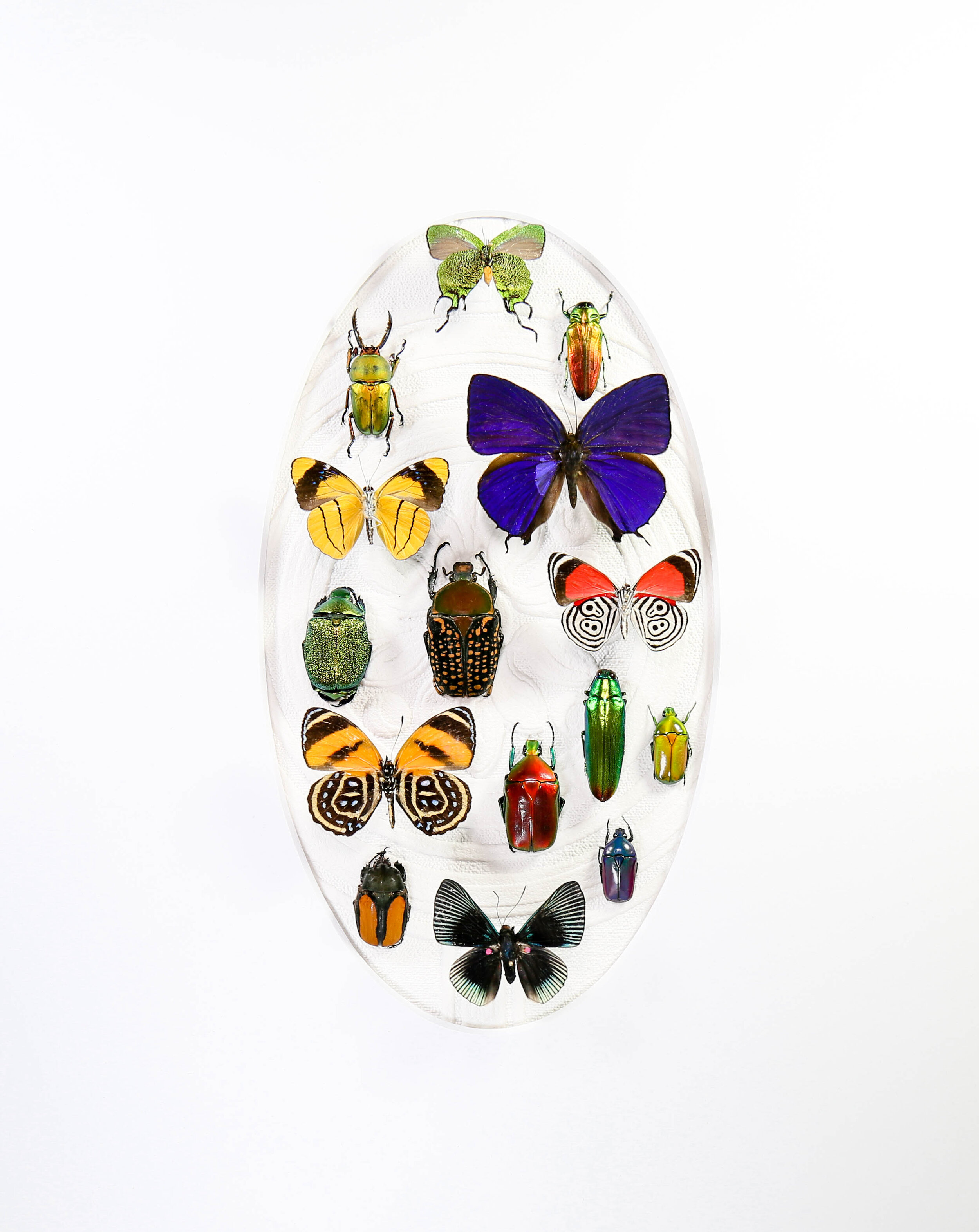 store — Bug in the box real framed butterfly and insect art