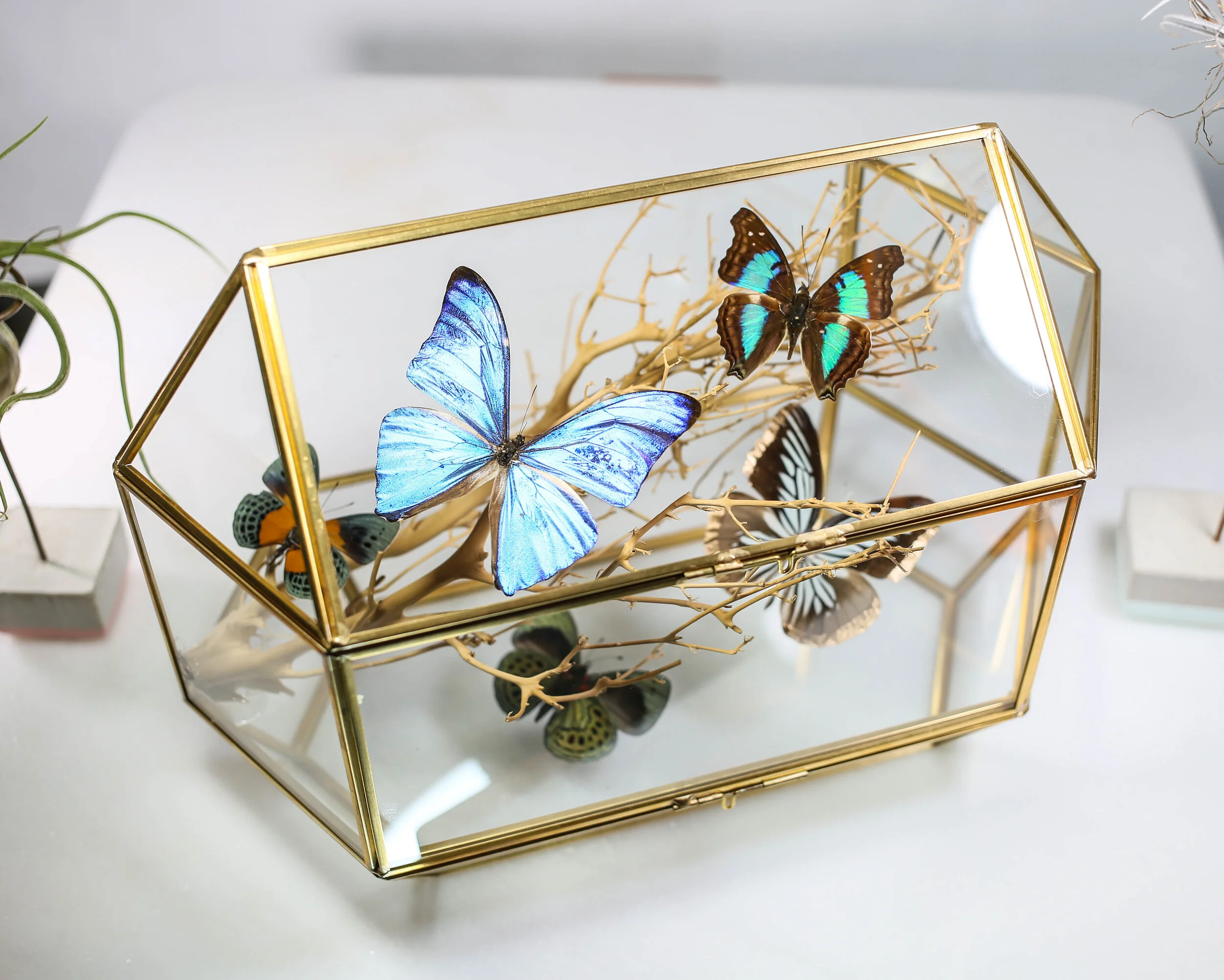 store — Bug in the box real framed butterfly and insect art