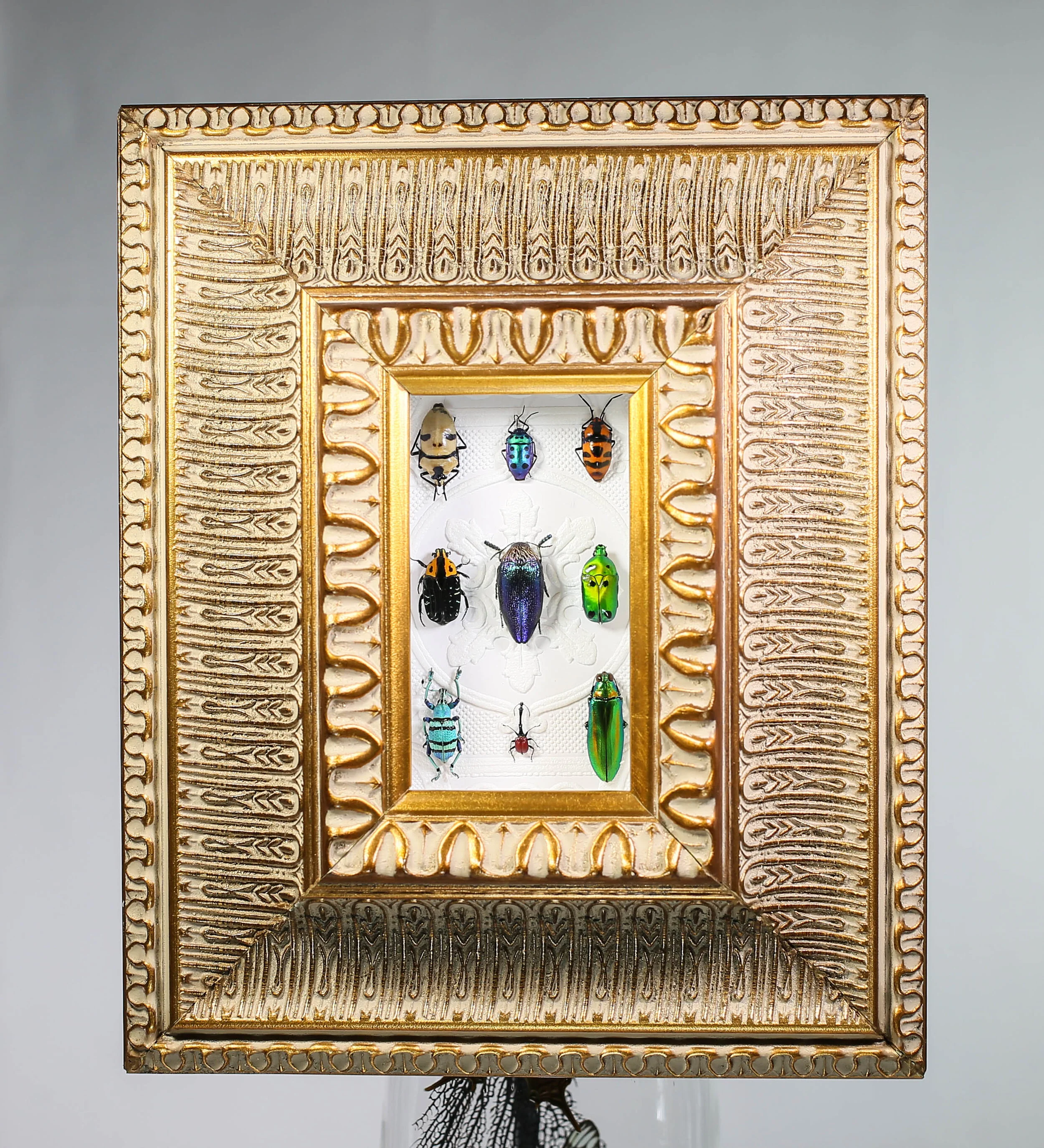 store — Bug in the box real framed butterfly and insect art