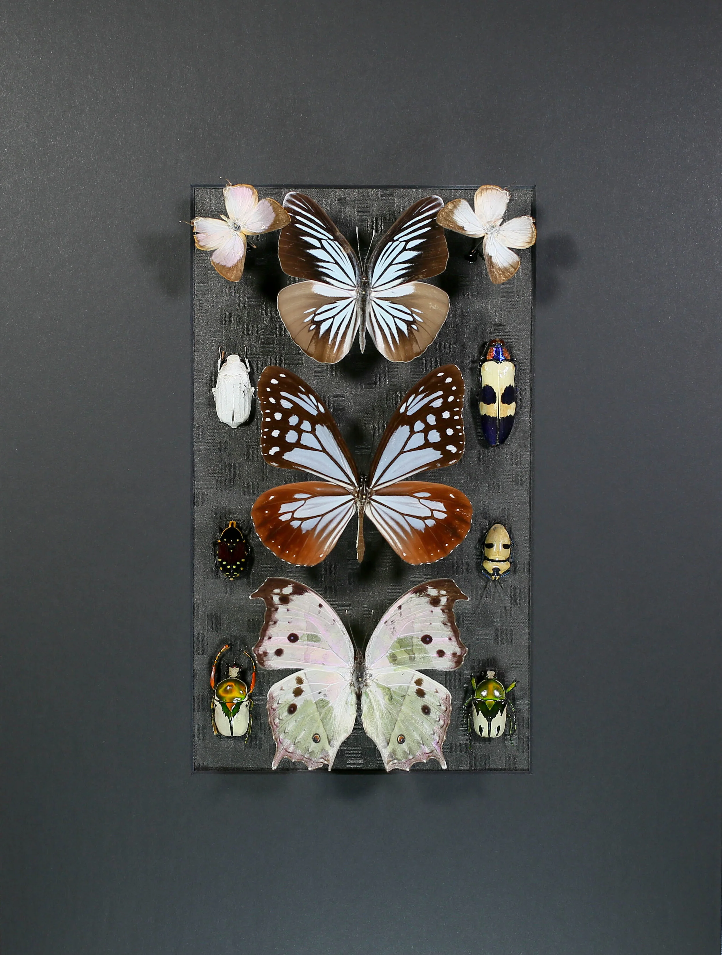 store — Bug in the box real framed butterfly and insect art