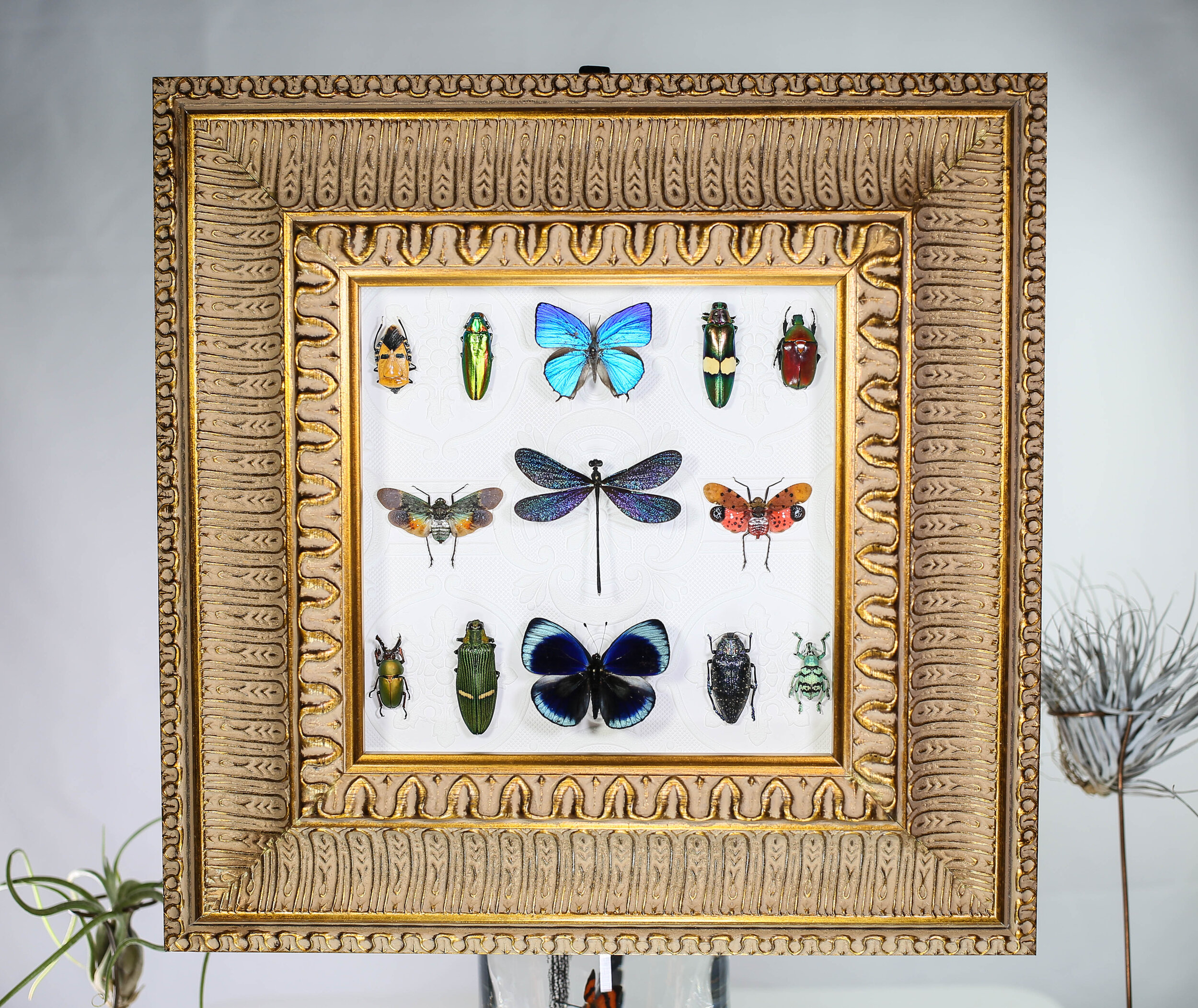 store — Bug in the box real framed butterfly and insect art