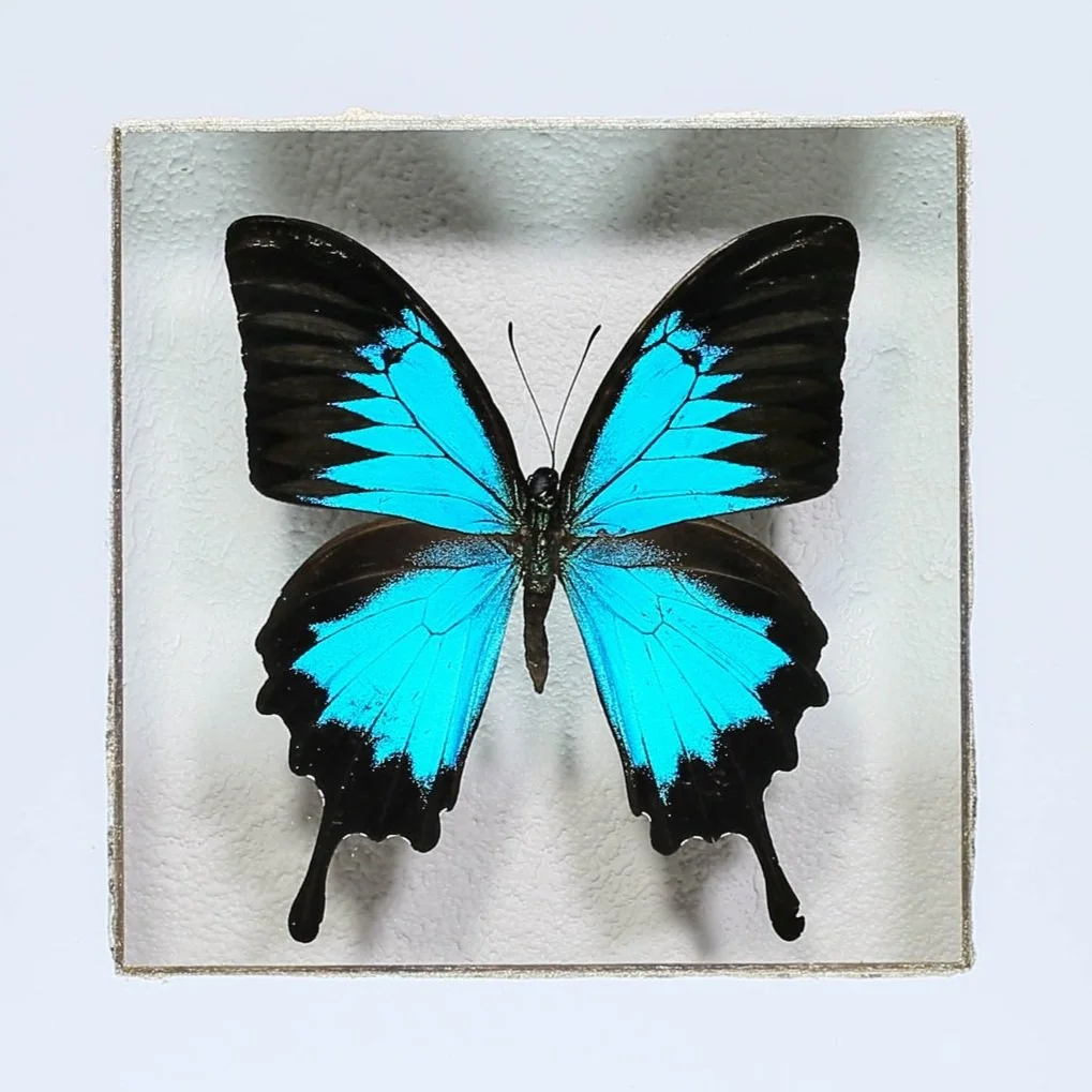 Frames — Bug in the box real framed butterflies and insects