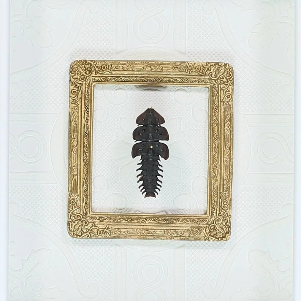 store — Bug in the box real framed butterfly and insect art