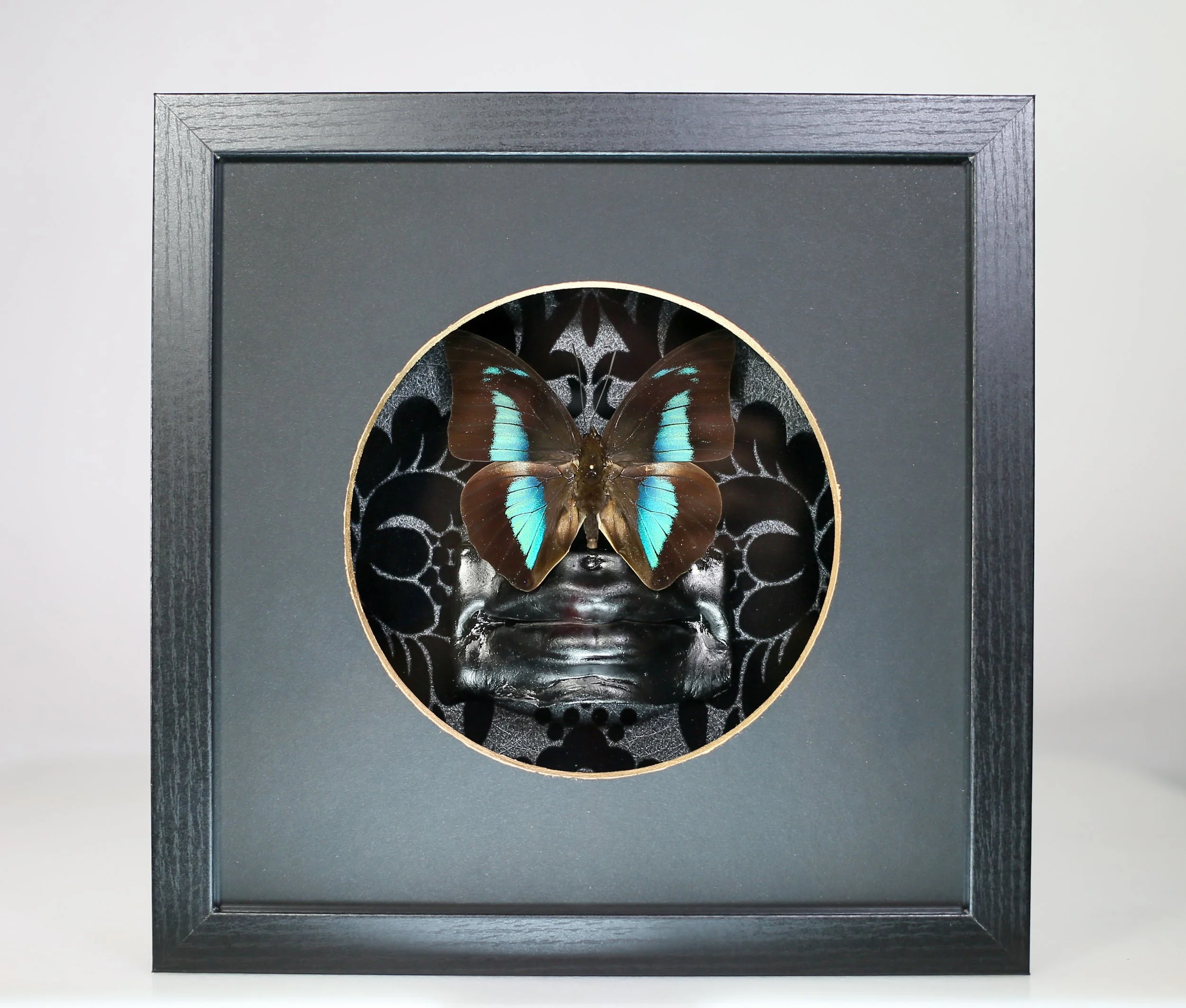 Frames — Bug in the box real framed butterflies and insects