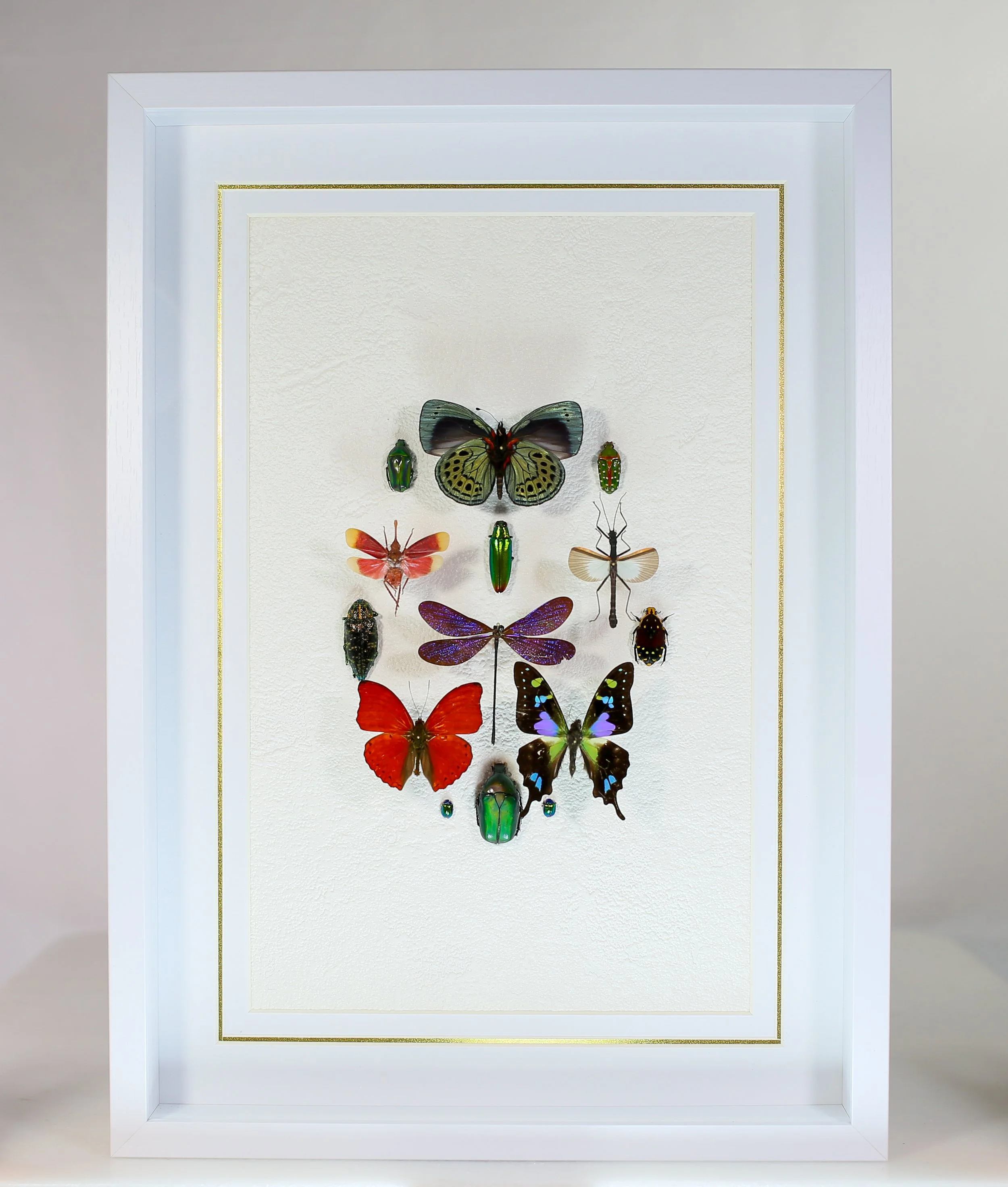 Frames — Bug in the box real framed butterflies and insects