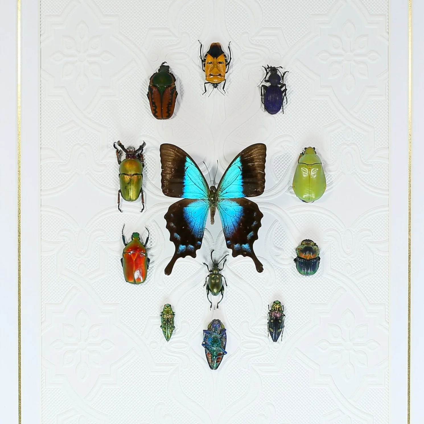 store — Bug in the box real framed butterfly and insect art