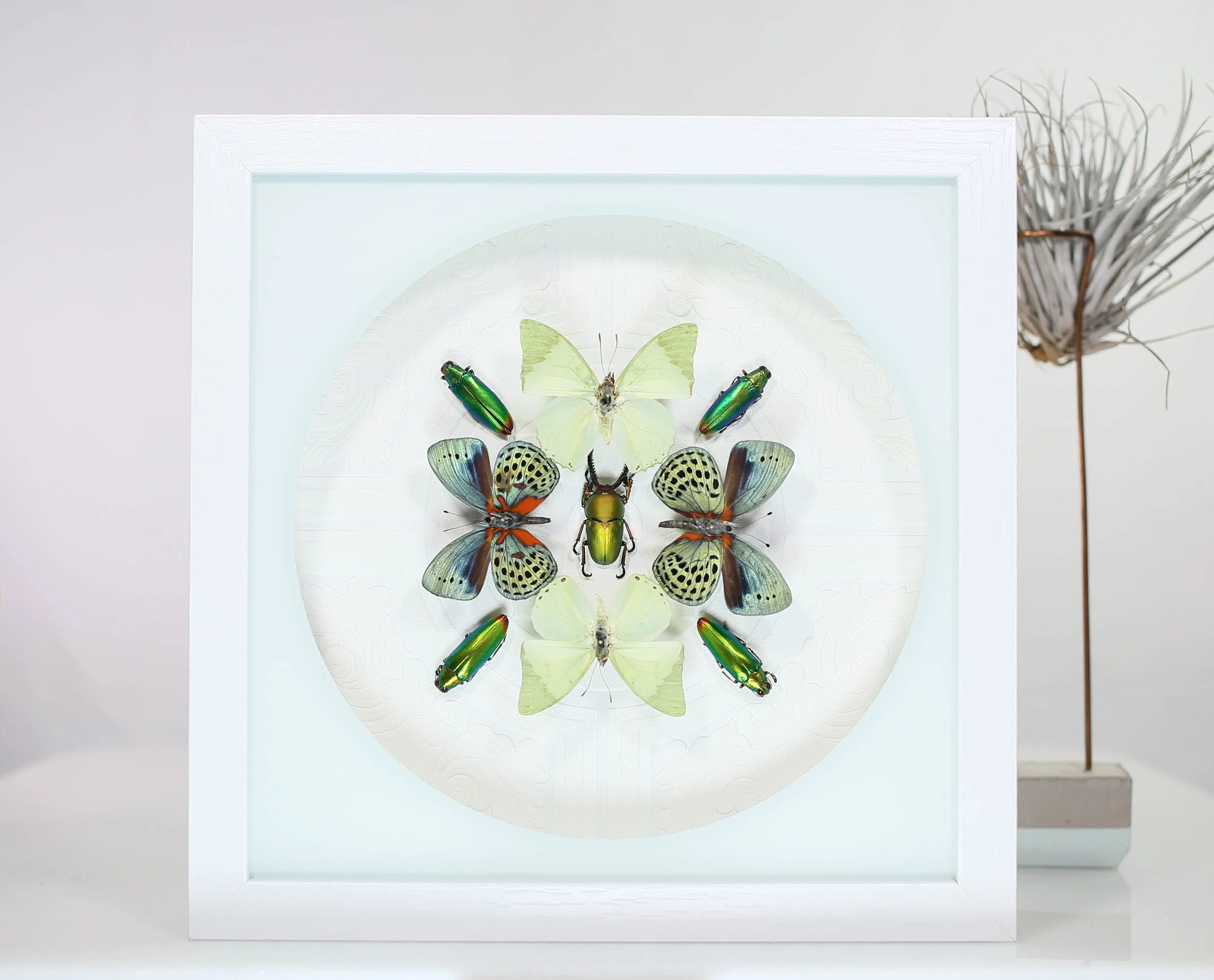 store — Bug in the box real framed butterfly and insect art