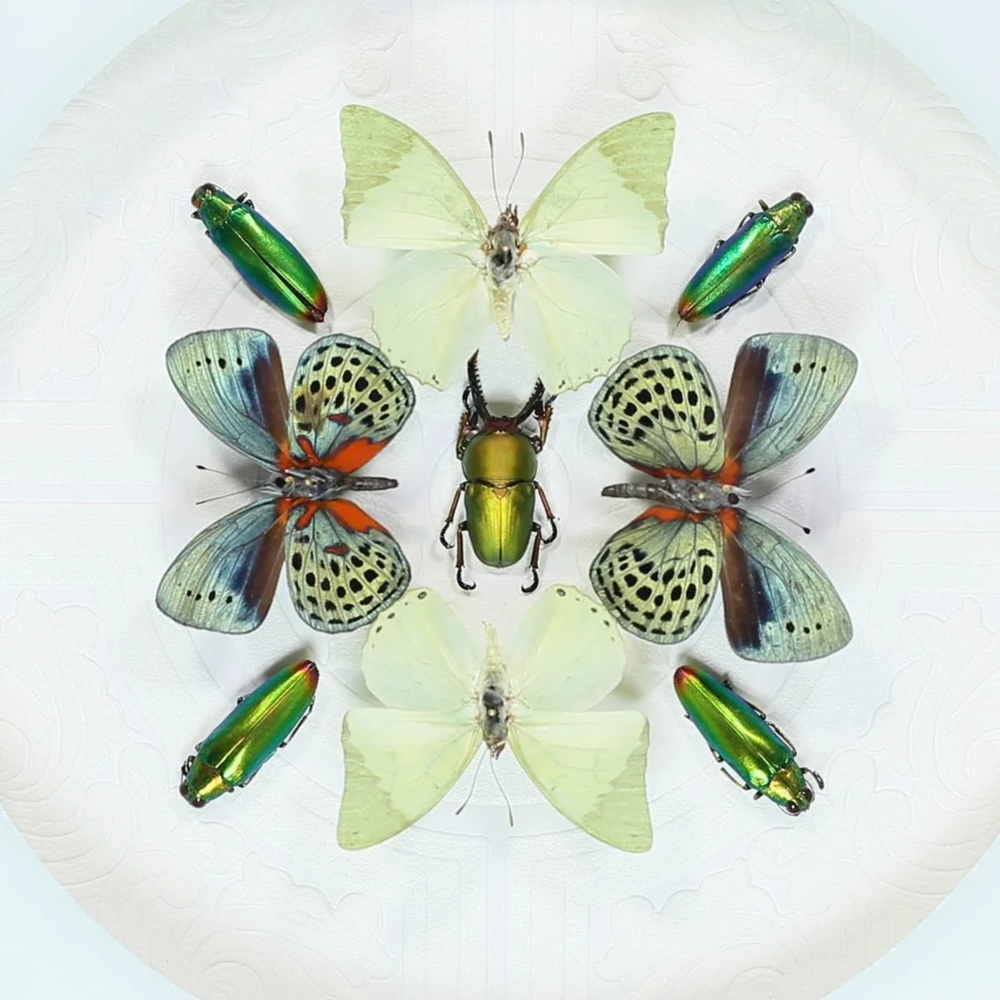 store — Bug in the box real framed butterfly and insect art