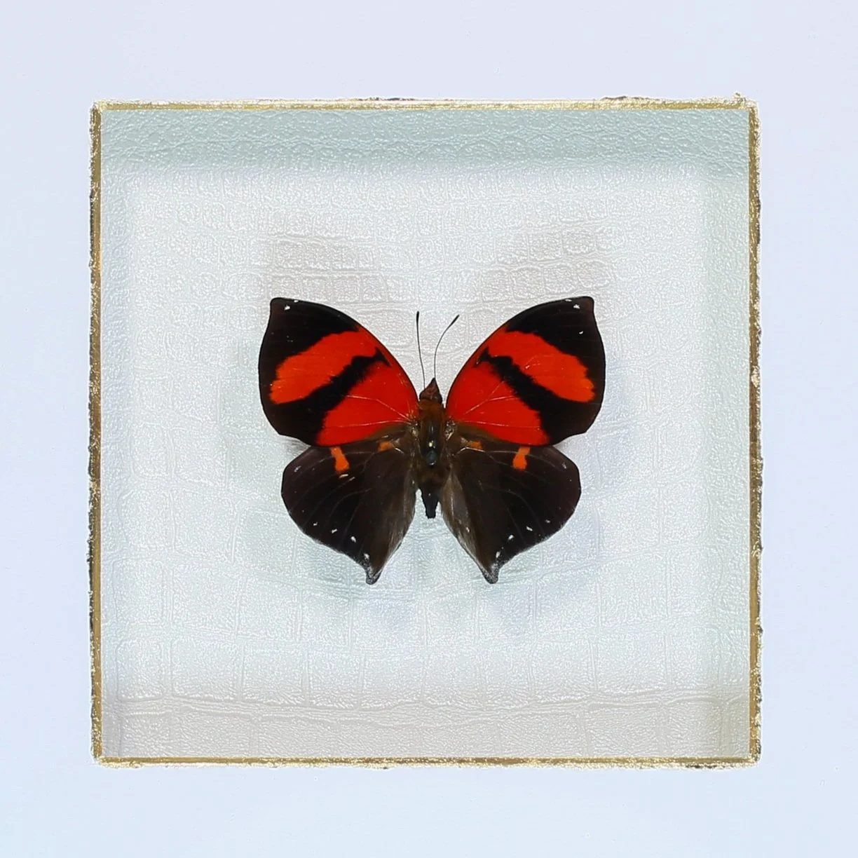 store — Bug in the box real framed butterfly and insect art