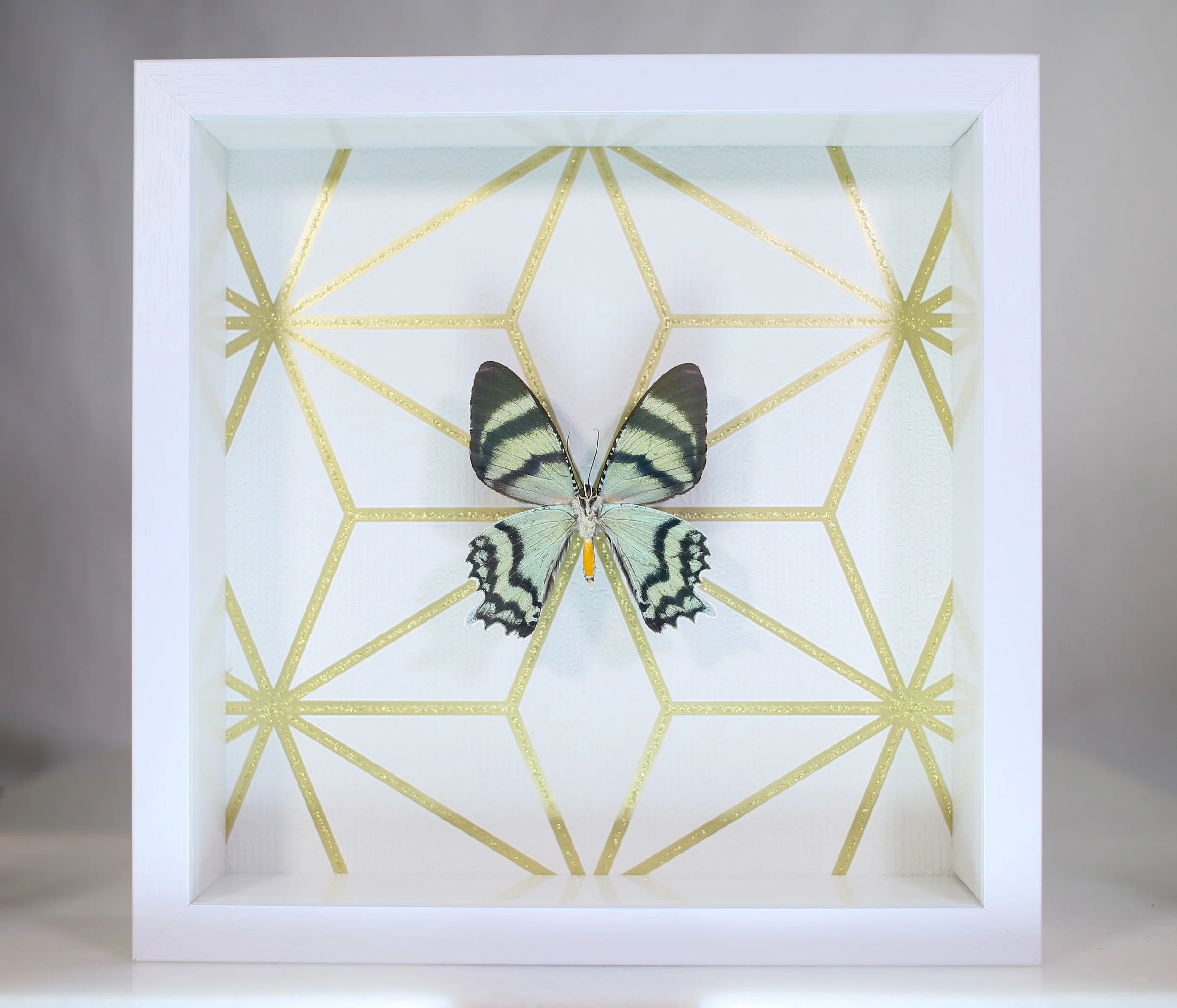 store — Bug in the box real framed butterfly and insect art