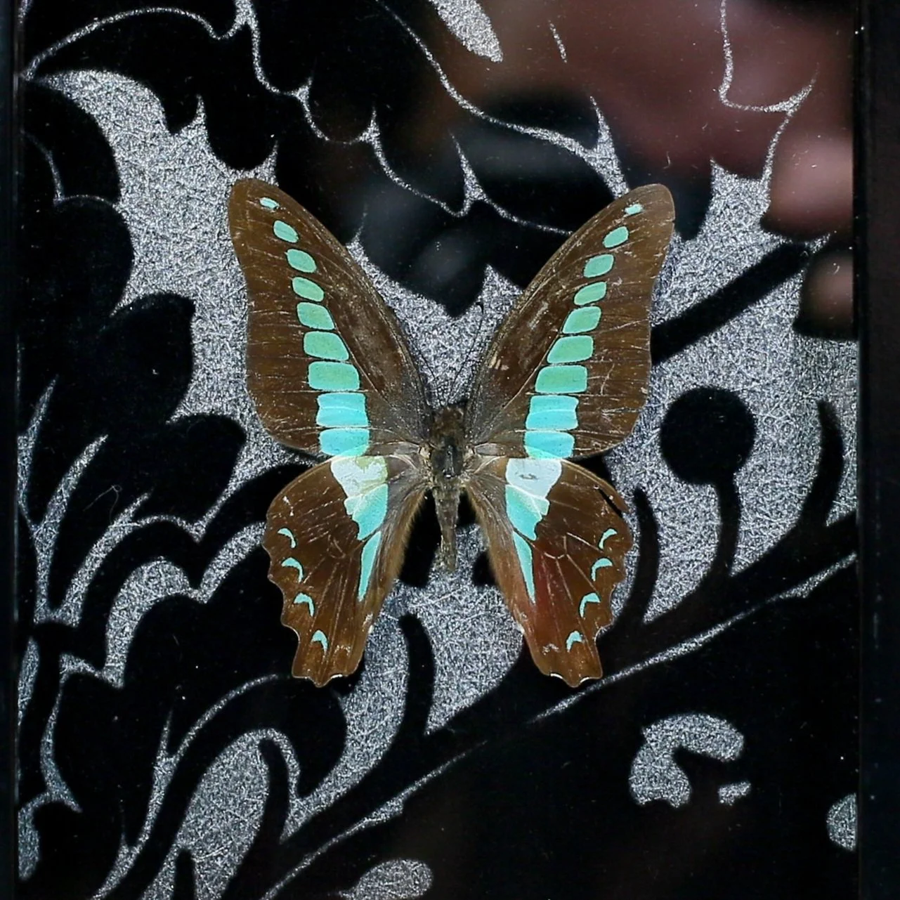 Frames — Bug in the box real framed butterflies and insects