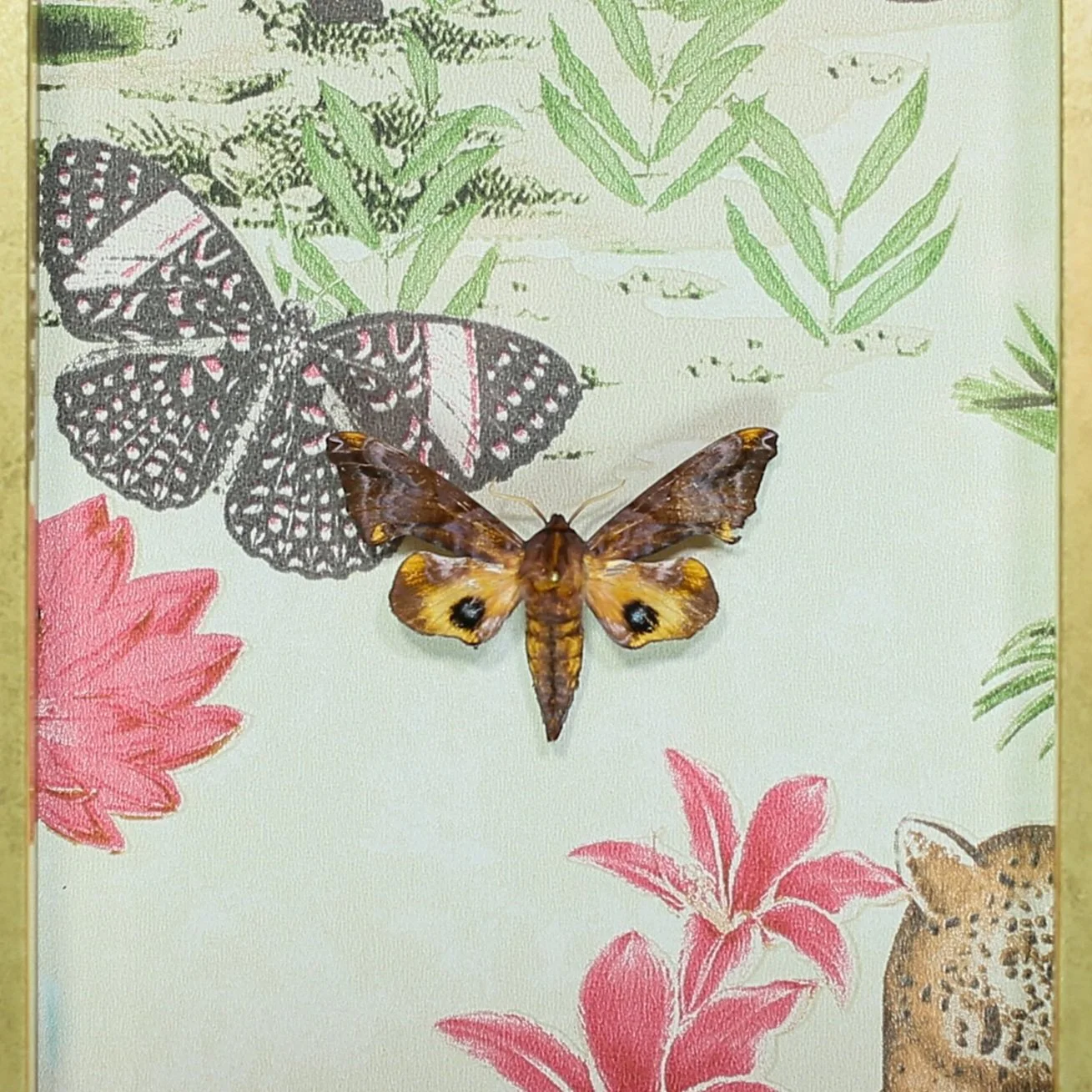 store — Bug in the box real framed butterfly and insect art