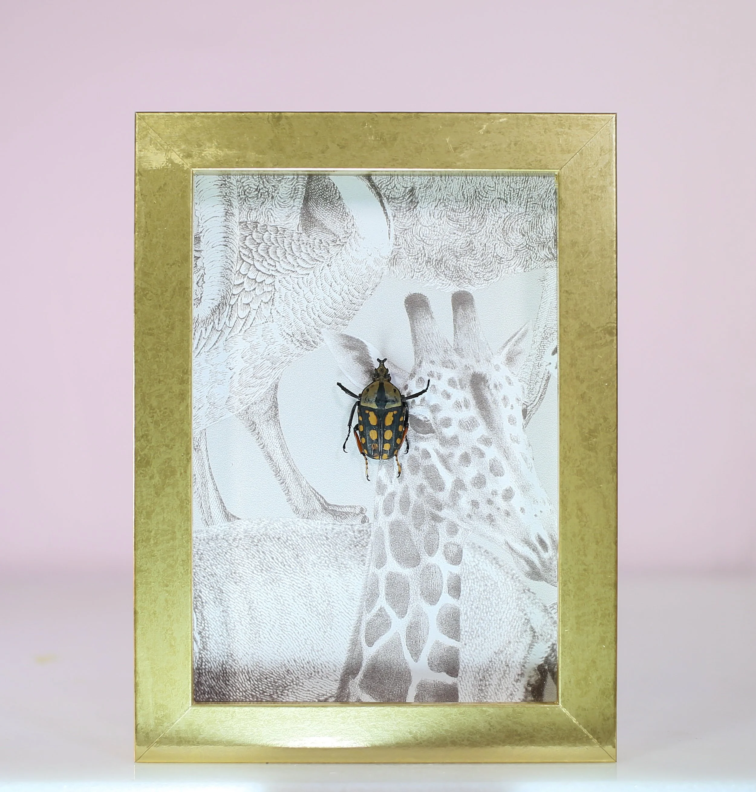 store — Bug in the box real framed butterfly and insect art