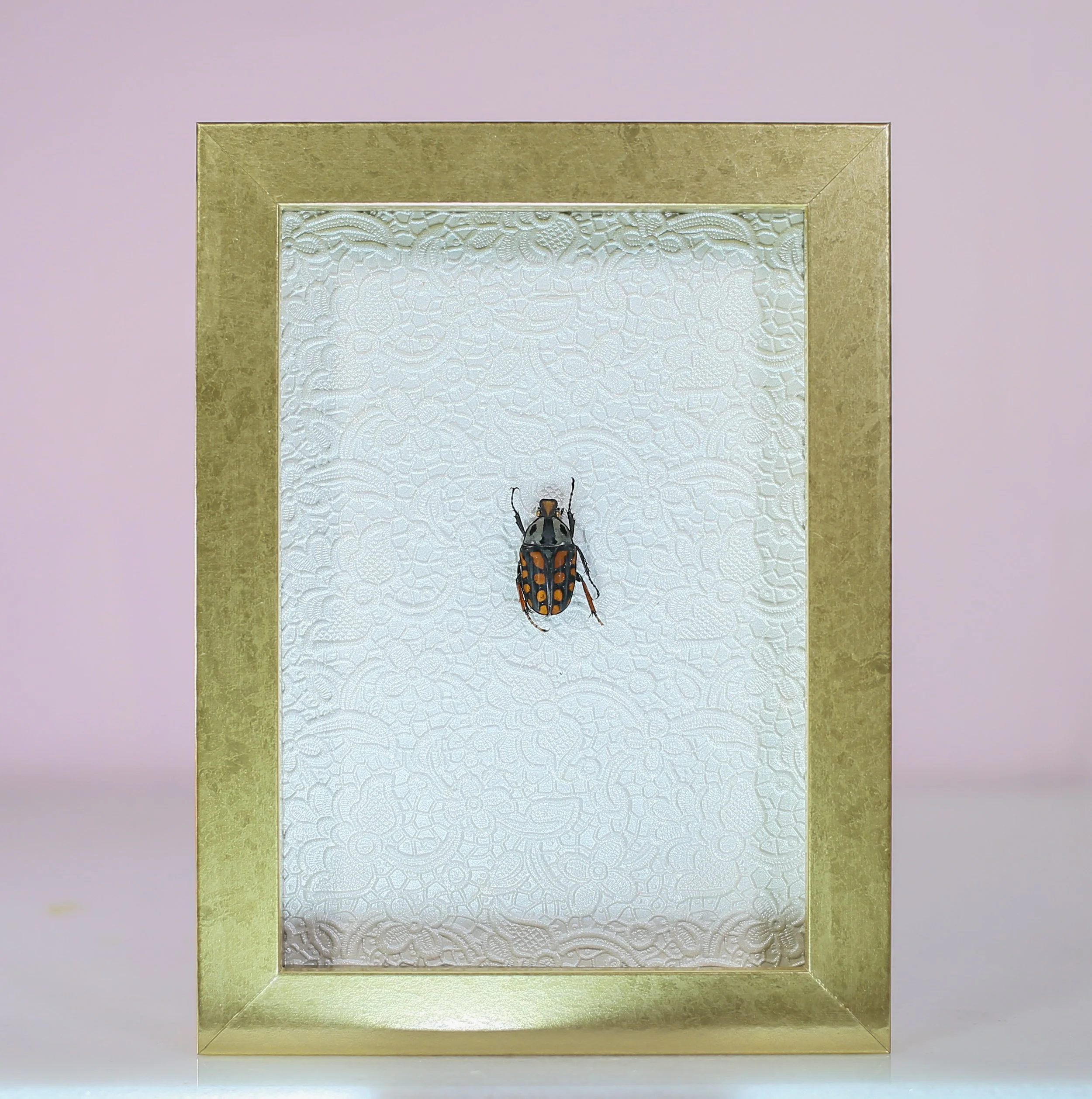 Frames — Bug in the box real framed butterflies and insects